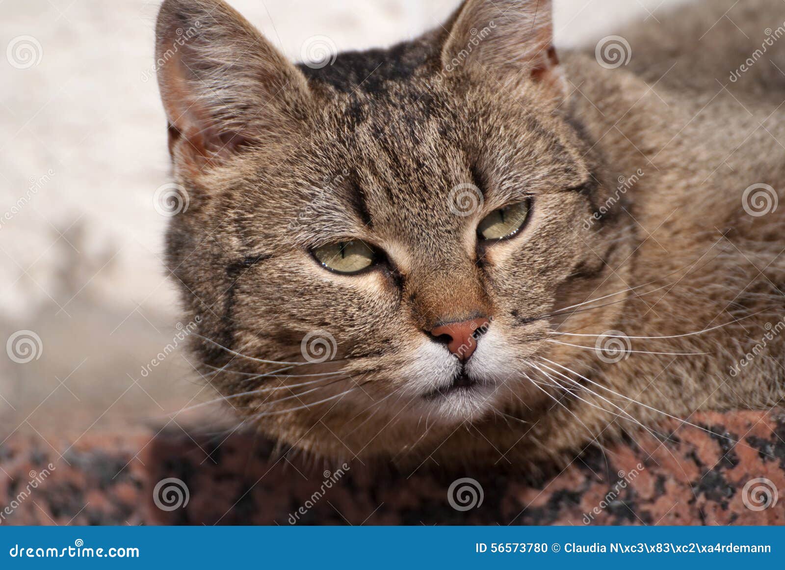 Striped tomcat stock photo. Image of predator, single - 56573780