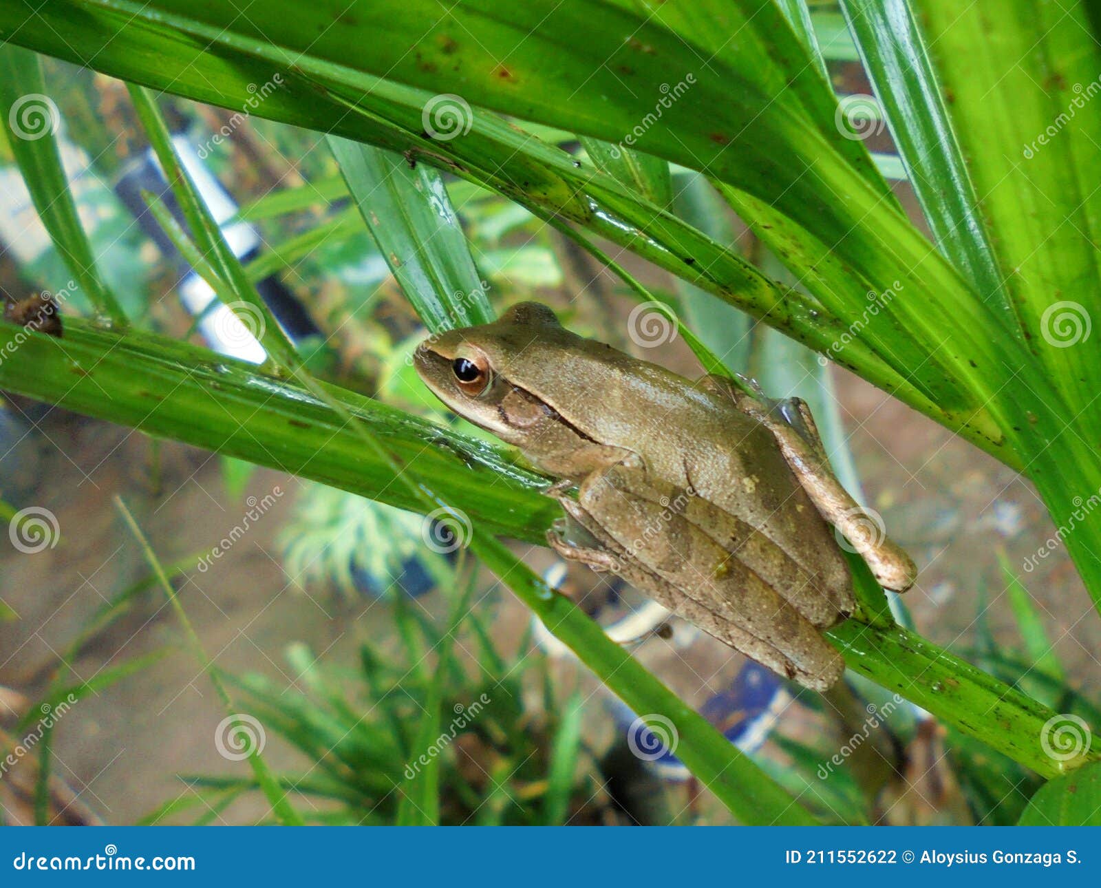 Striped Tree Frogs is the Name of a Type of Frog that Usually Lives in ...