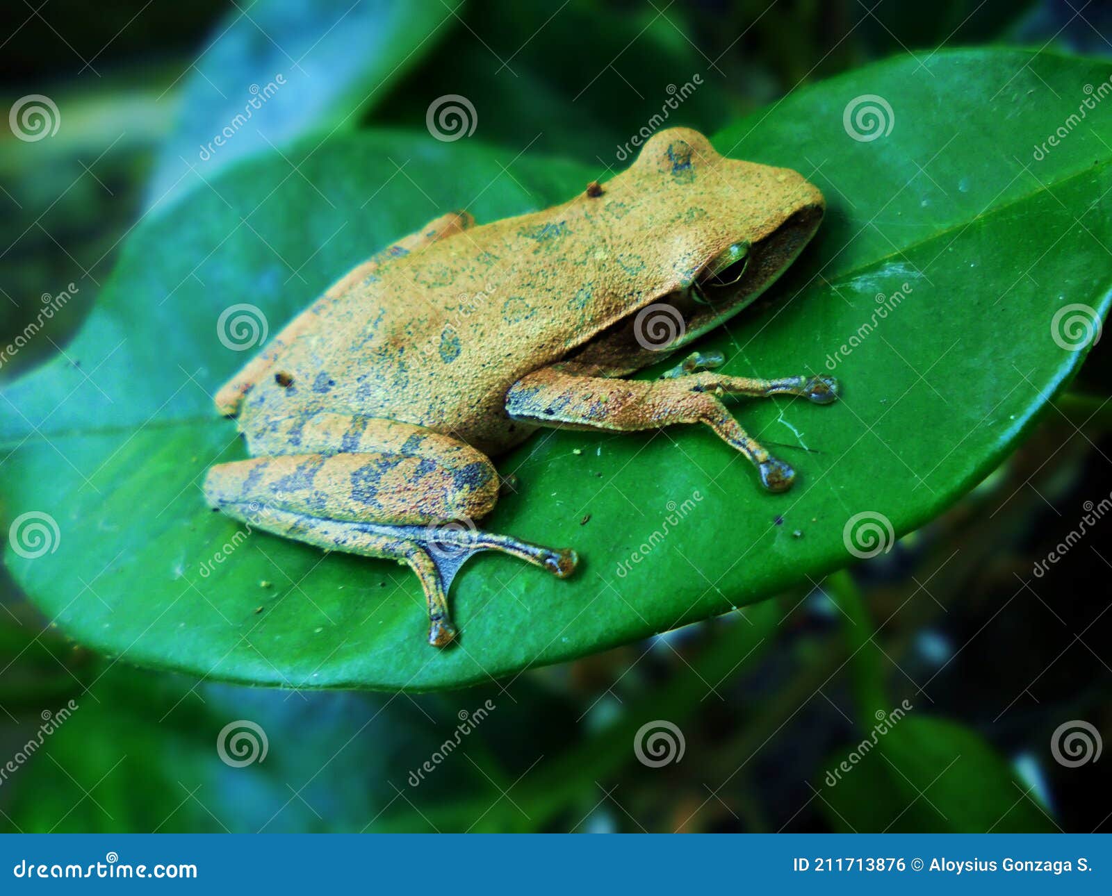 Striped Tree Frogs is the Name of a Type of Frog that Usually in Trees ...