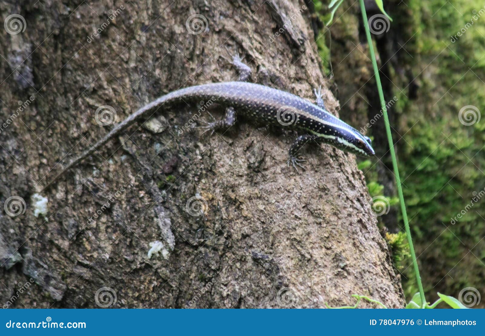 Striped Tree Skink in Borneo Stock Photo - Image of clear, bark: 78047976