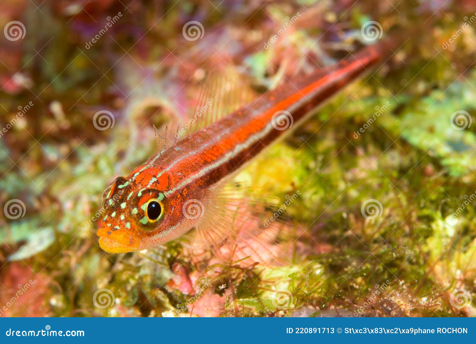 Striped triplefin fish stock image. Image of fish, biodiversity - 220891713