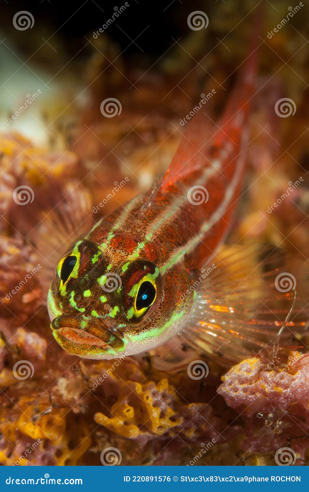 Striped Triplefin Fish on Coral Stock Photo - Image of animal, nature ...