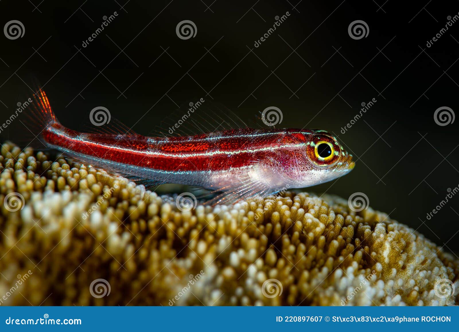 Striped Triplefin Fish on Coral Stock Image - Image of barat, island ...