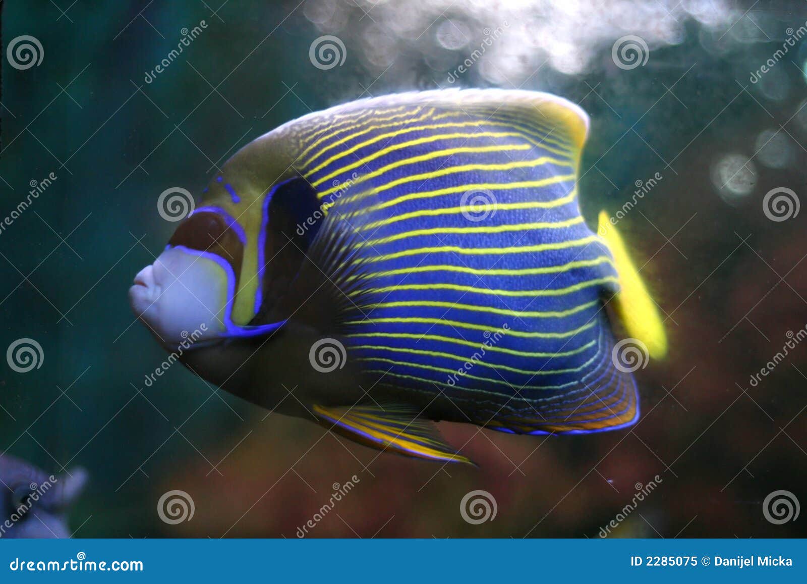 Striped tropical fish stock image. Image of life, dive - 2285075