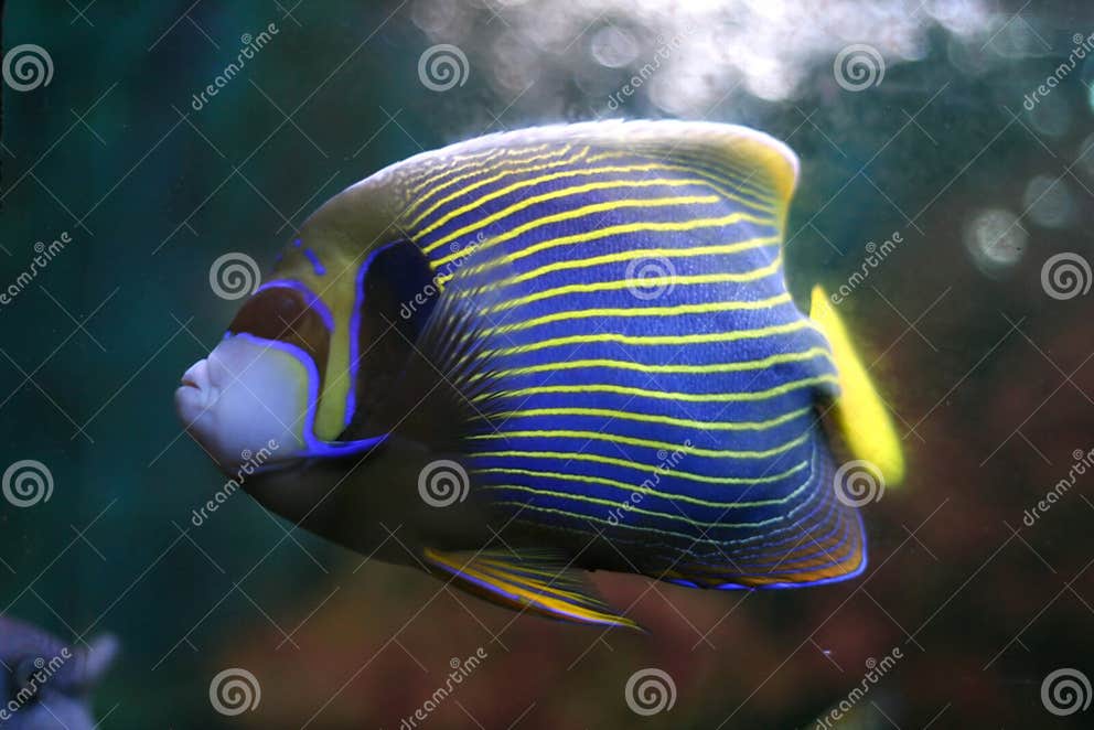 Striped tropical fish stock image. Image of life, dive - 2285075