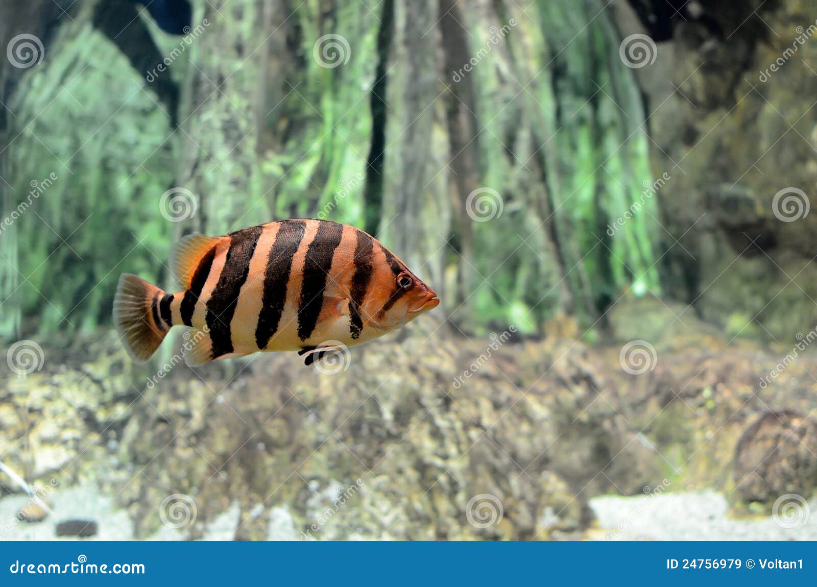 Striped tropical fish stock image. Image of closeup, deep - 24756979