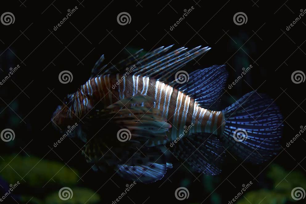 Striped tropical fish stock image. Image of undersea, detailed - 5039513