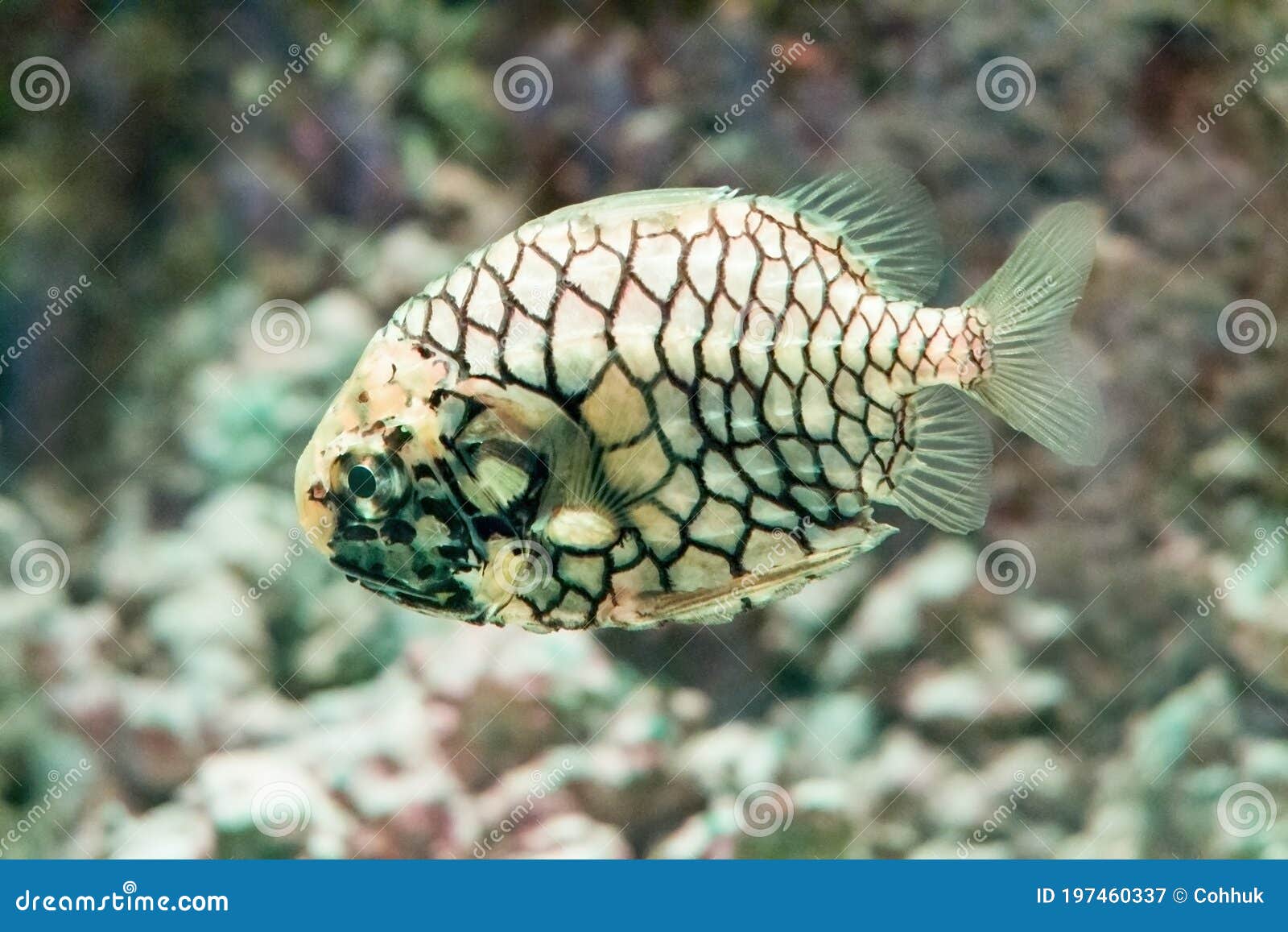 Striped, tropical fish. stock image. Image of ocean - 197460337