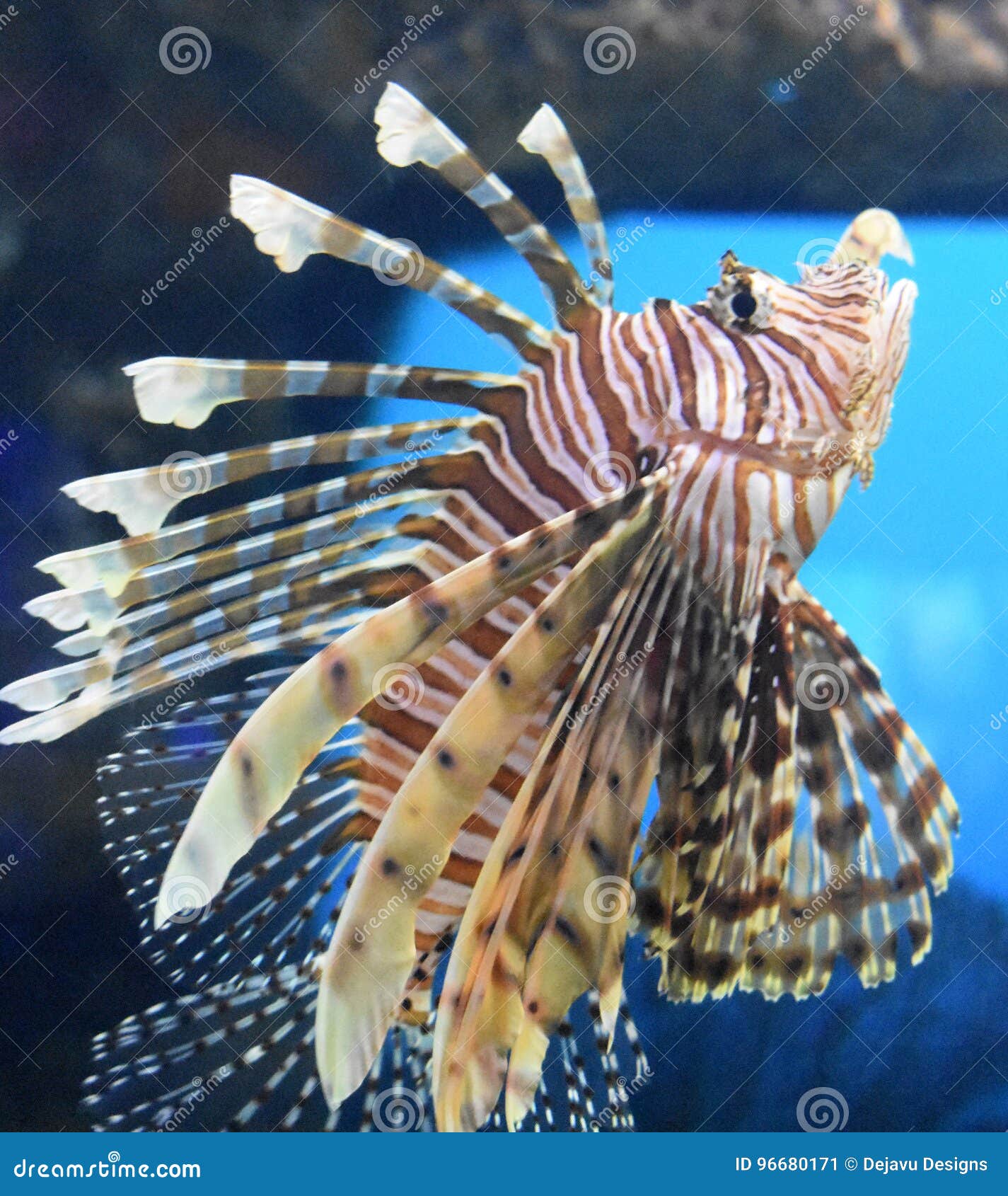 Striped Turkeyfish Swimming Under the Water`s Surface Stock Image ...
