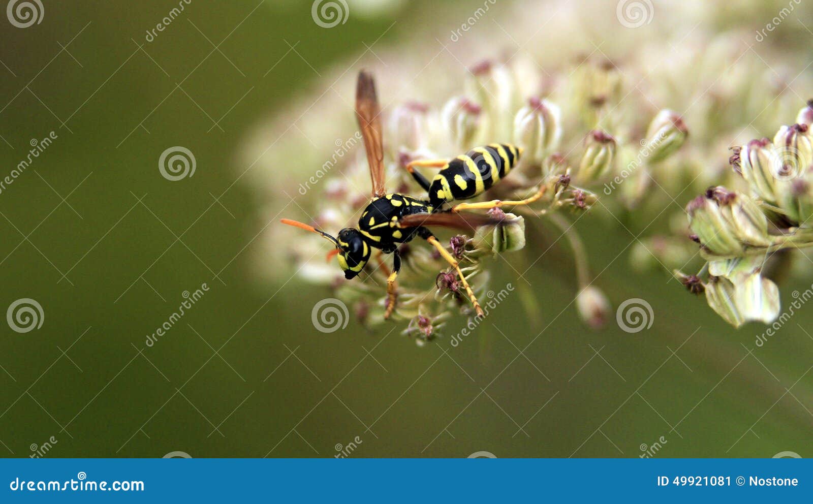 Striped Wasp stock image. Image of vulgaris, yellow, environment - 49921081