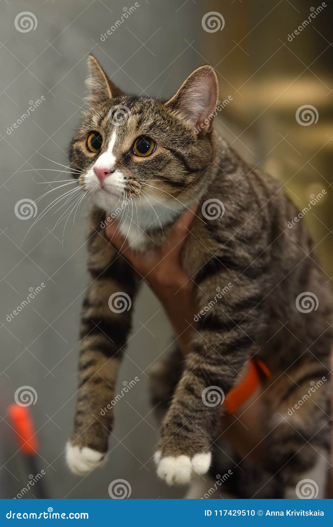 Striped with White Paws Cat Stock Photo - Image of animal, kitten ...
