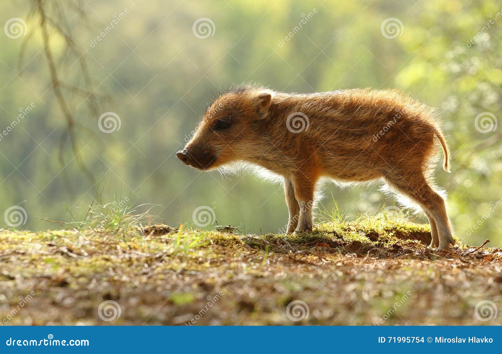 Striped wild piglet stock photo. Image of sweet, sniffing - 71995754