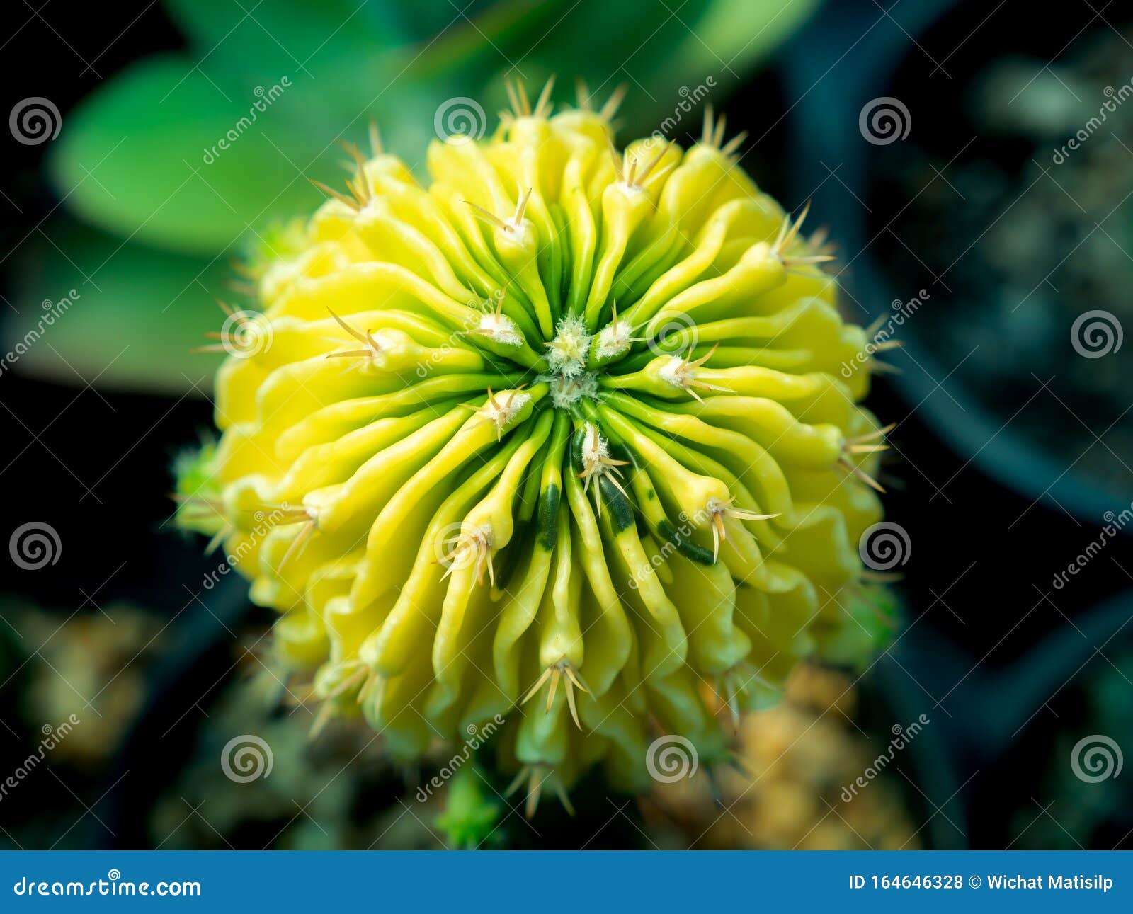 Striped Yellow Cactus Growing Stock Photo - Image of garden, health ...