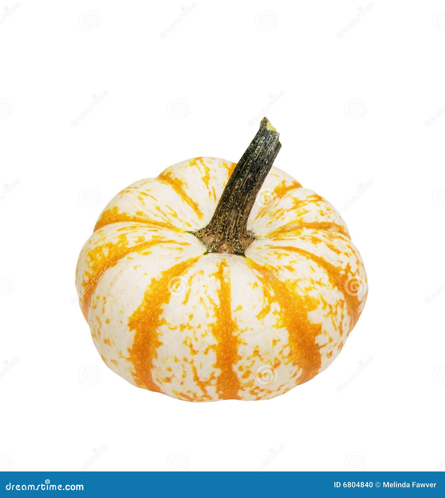 Striped Yellow White Gourd stock photo. Image of isolated - 6804840