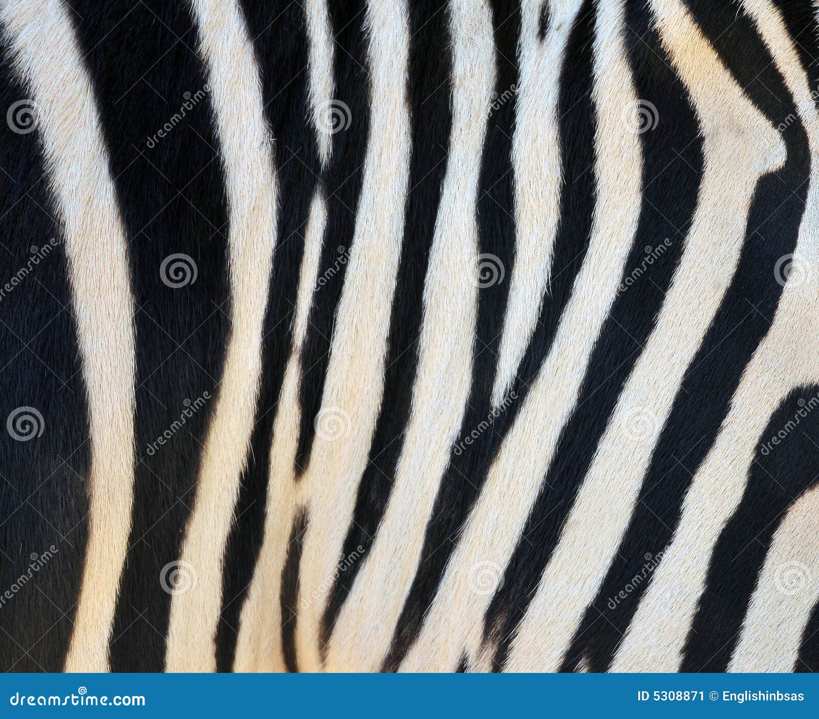 Striped Zebra stock image. Image of hair, pattern, beautiful - 5308871