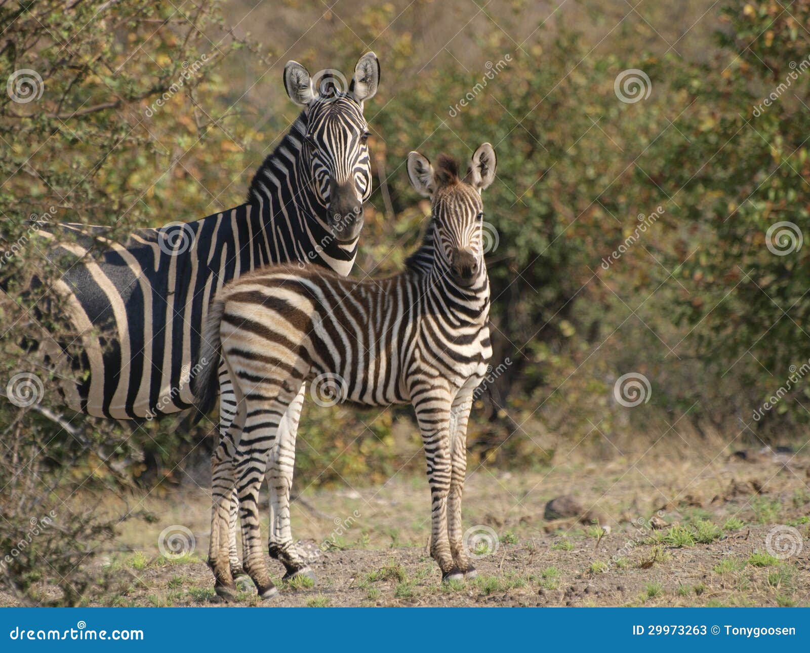 Zebra stock image. Image of natal, mammal, curious, animal - 29973263