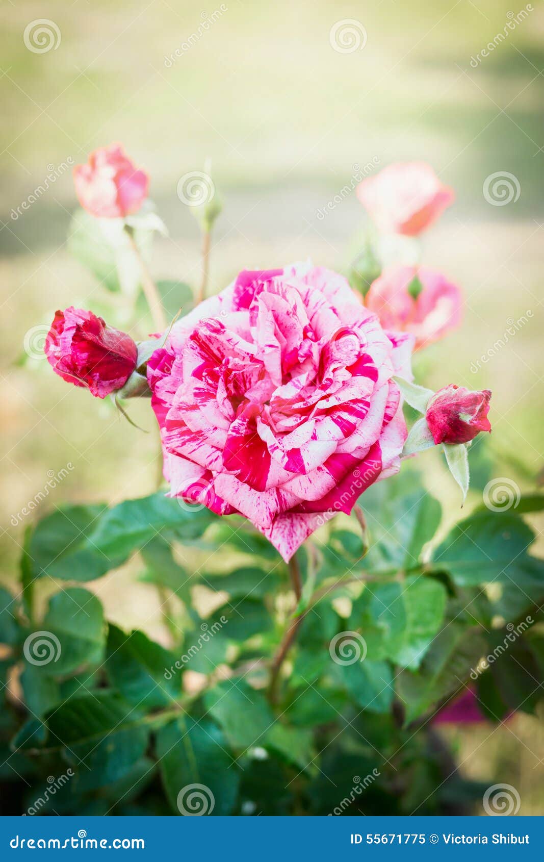 Striped Zebra Rose Bush , Close Up Stock Image - Image of bloom ...