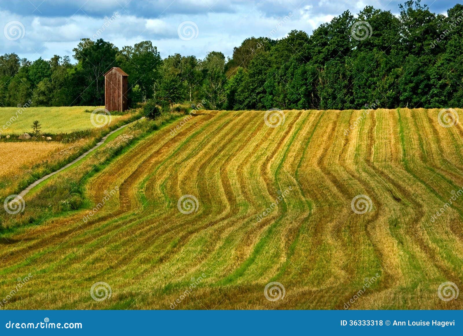 Stripes on field stock photo. Image of nature, countryside - 36333318