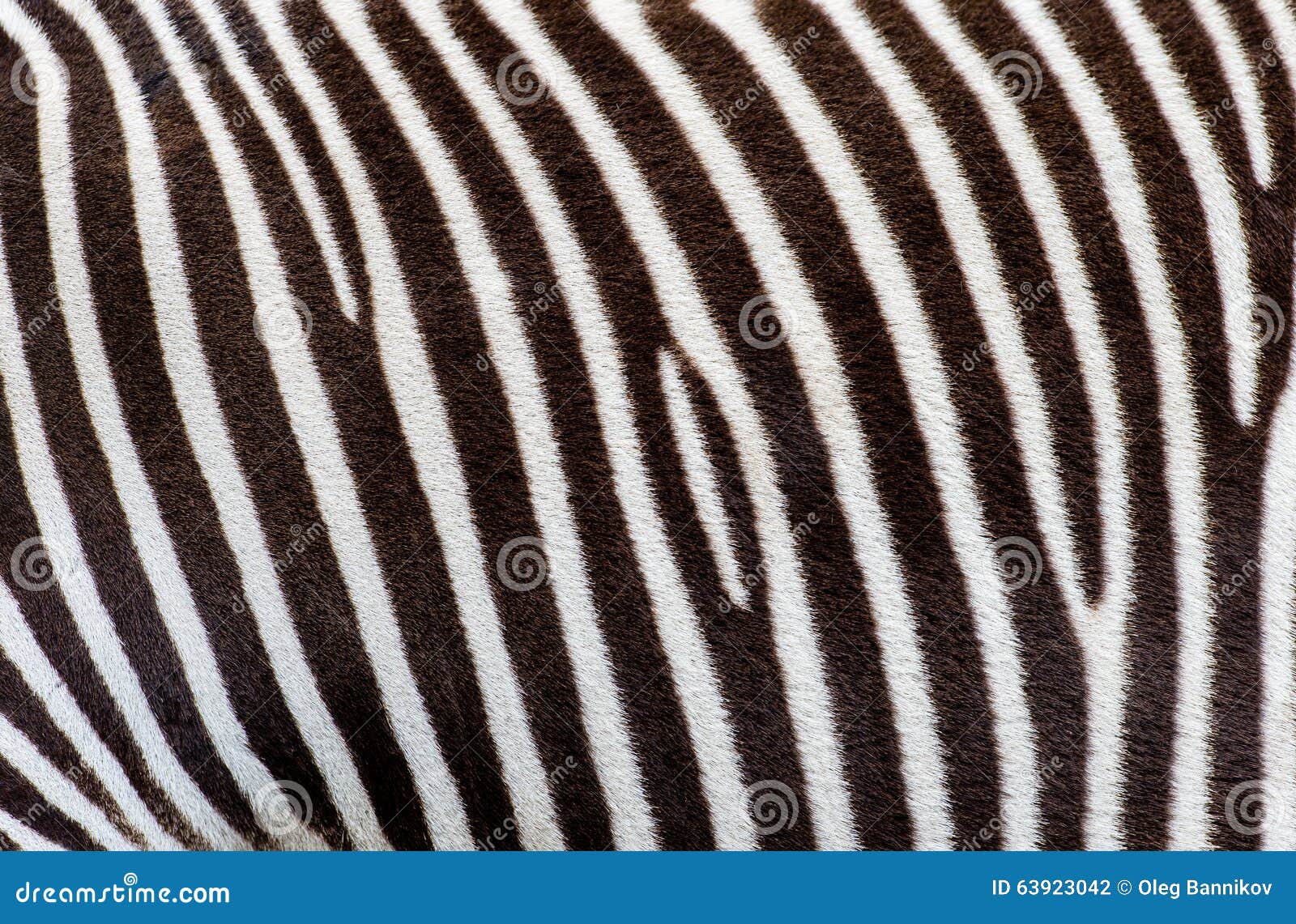The stripes of real zebra. stock photo. Image of texture - 63923042