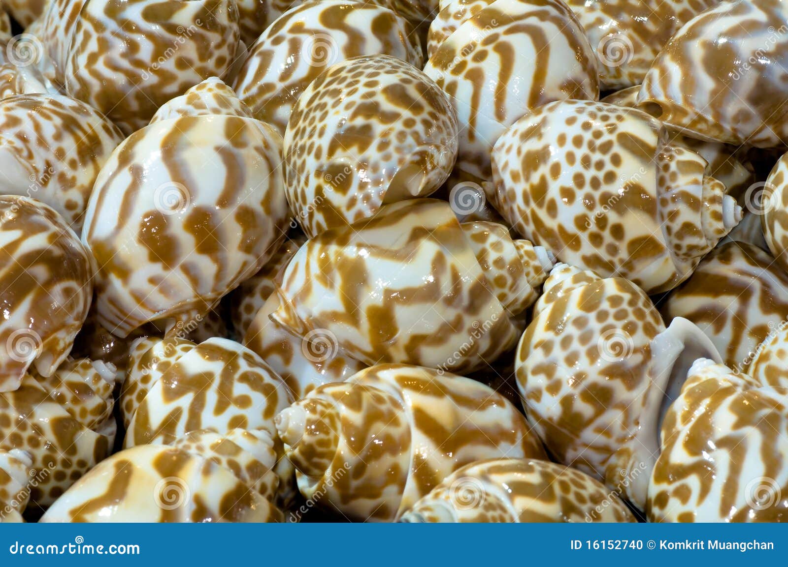 Stripes shellfish stock photo. Image of open, animal - 16152740
