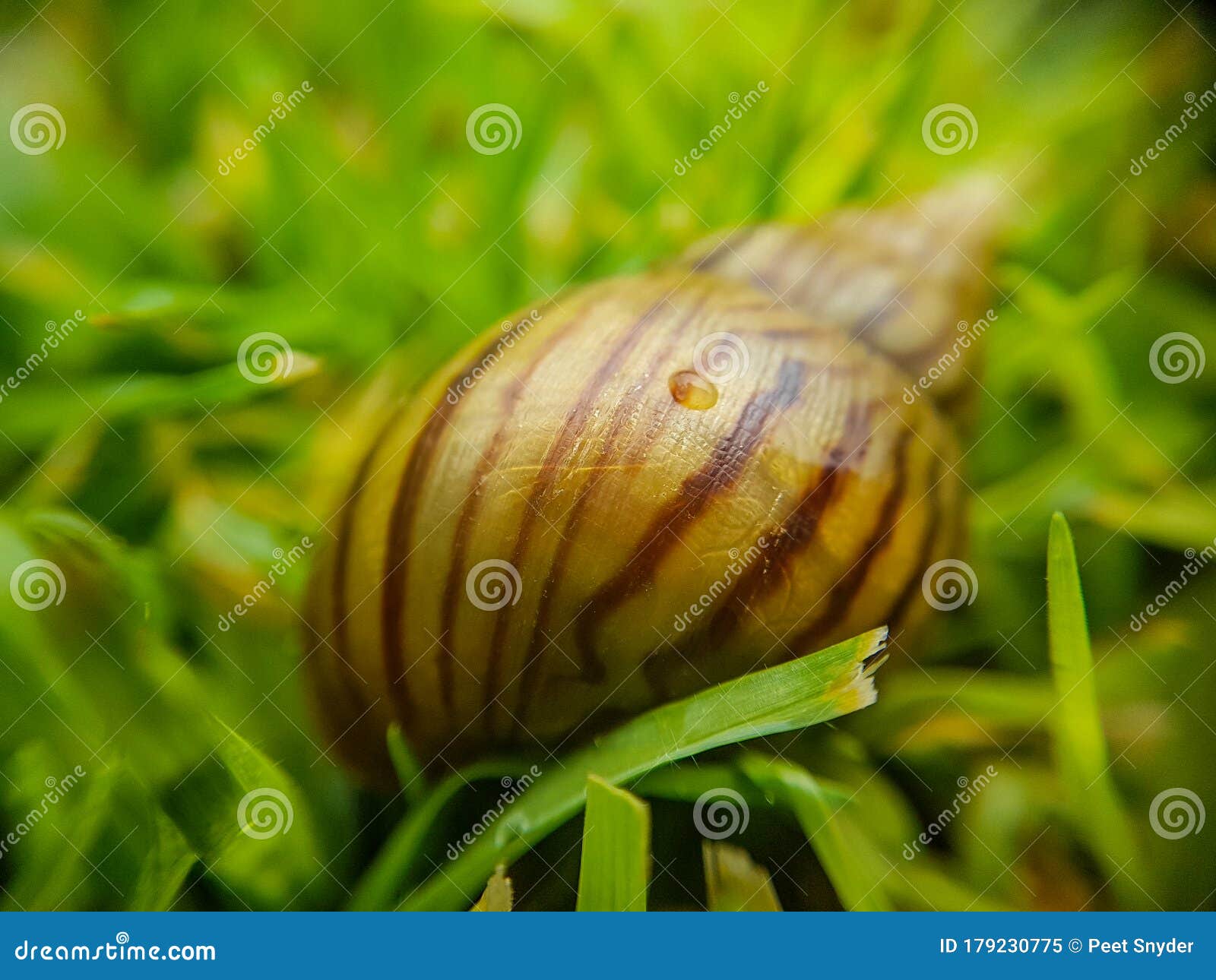Stripes on a snail shell stock image. Image of green - 179230775