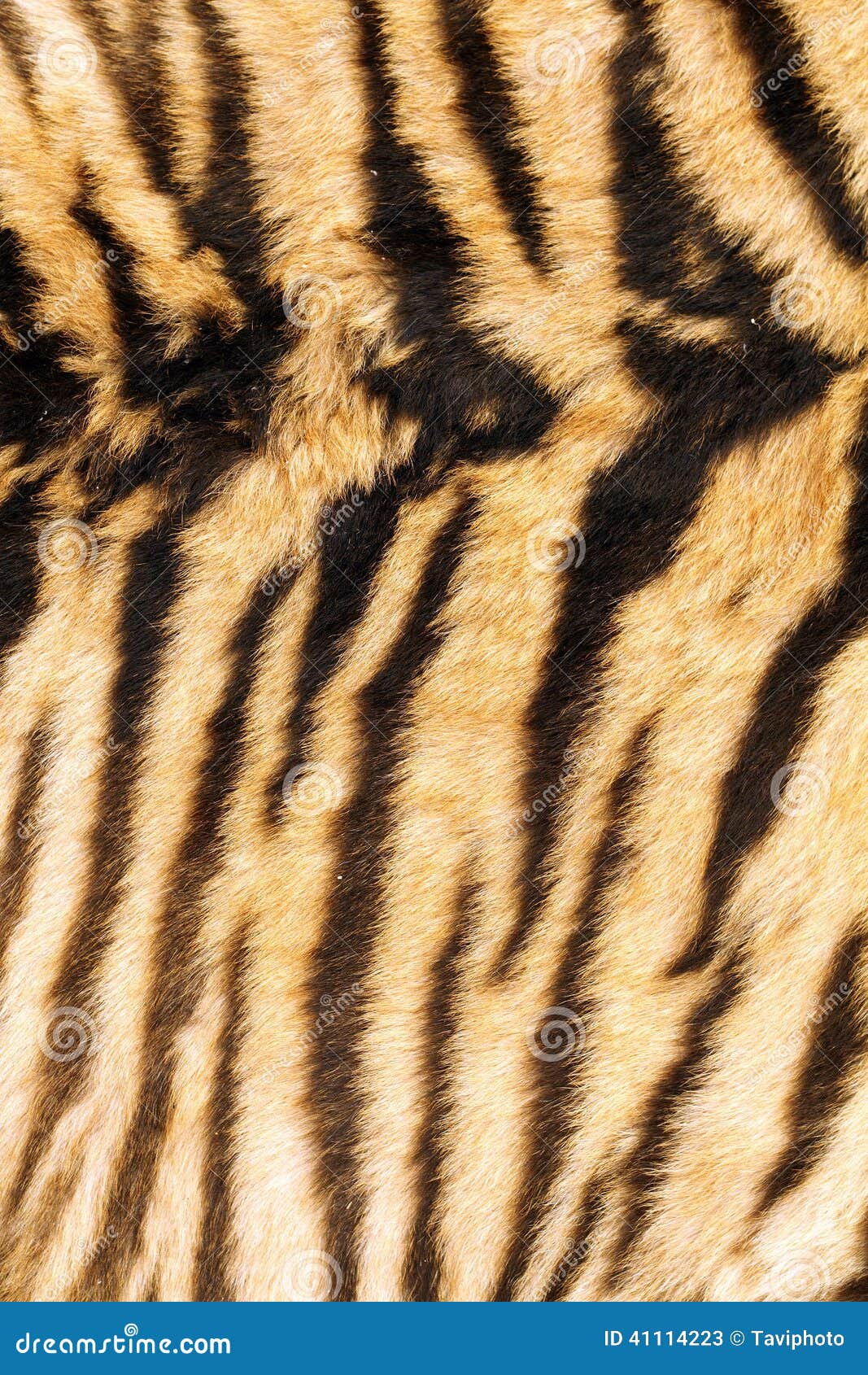 Stripes on tiger back stock image. Image of ornate, abstract - 41114223