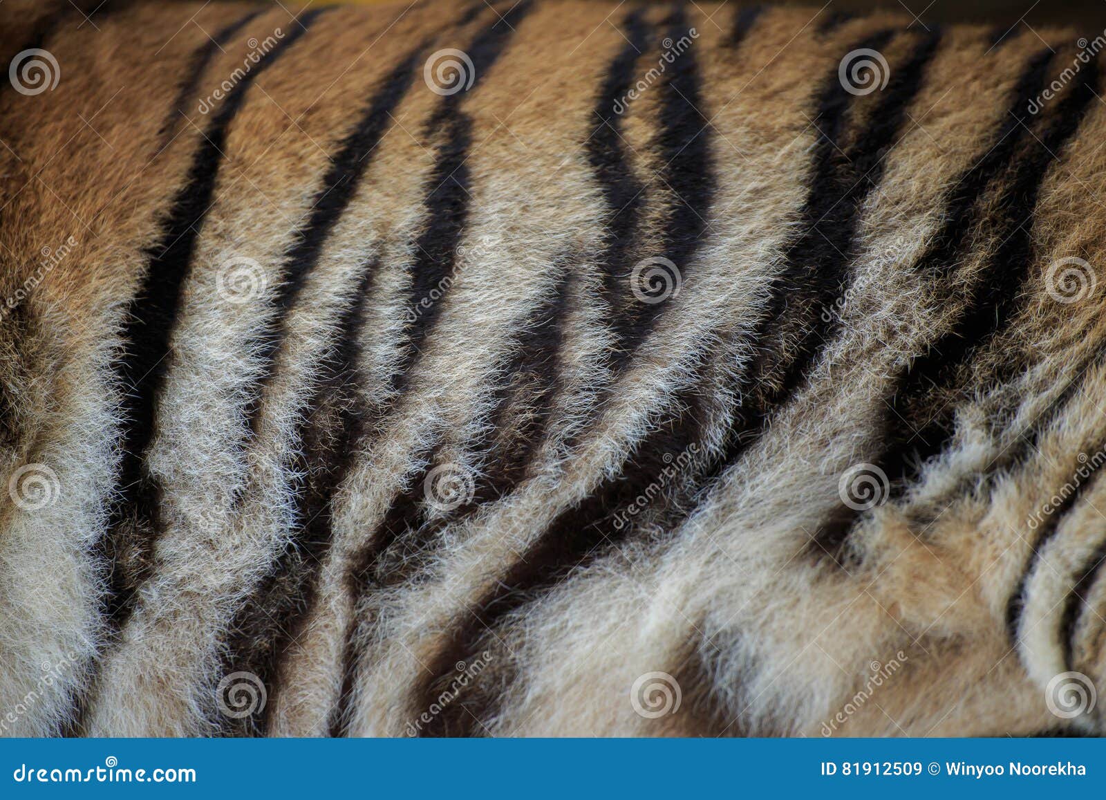 Stripes of a tiger. stock image. Image of color, blanket - 81912509