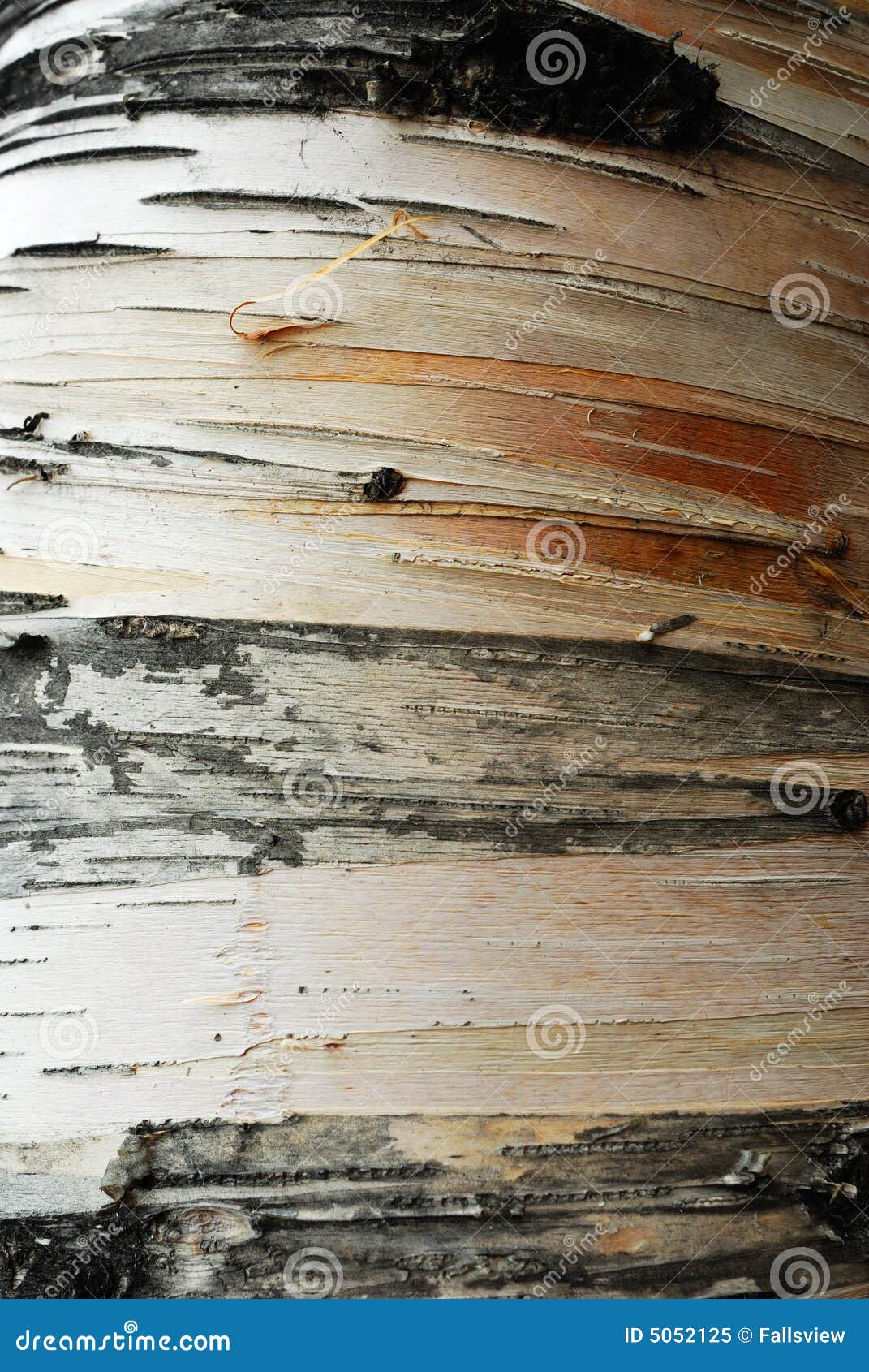 Stripes on tree bark stock image. Image of plant, murphy - 5052125