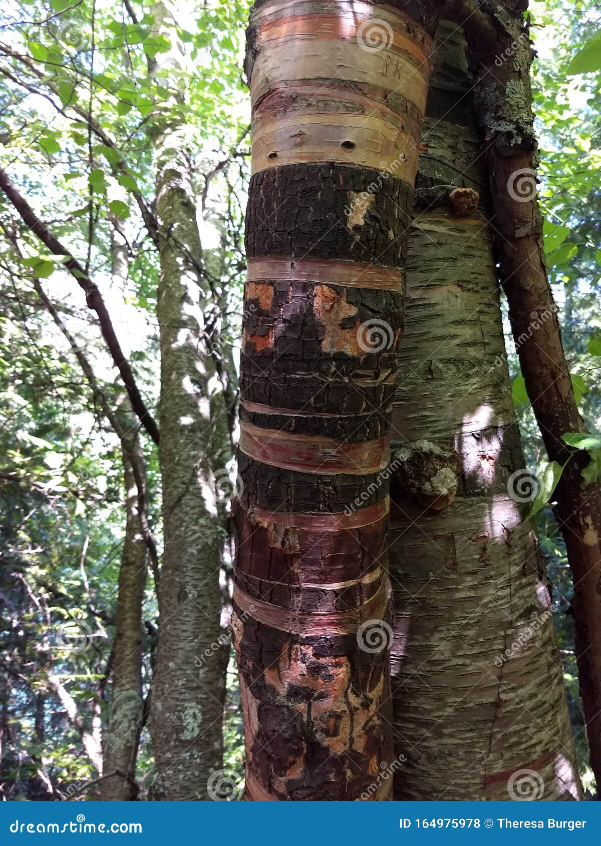 Stripes stock photo. Image of stripes, tree, trees, leaves - 164975978