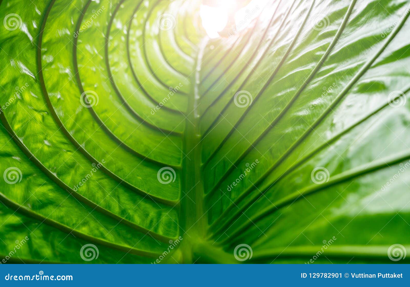 Tropical Leaves Texture with Sun Rays, Greenery Back Stock Image ...