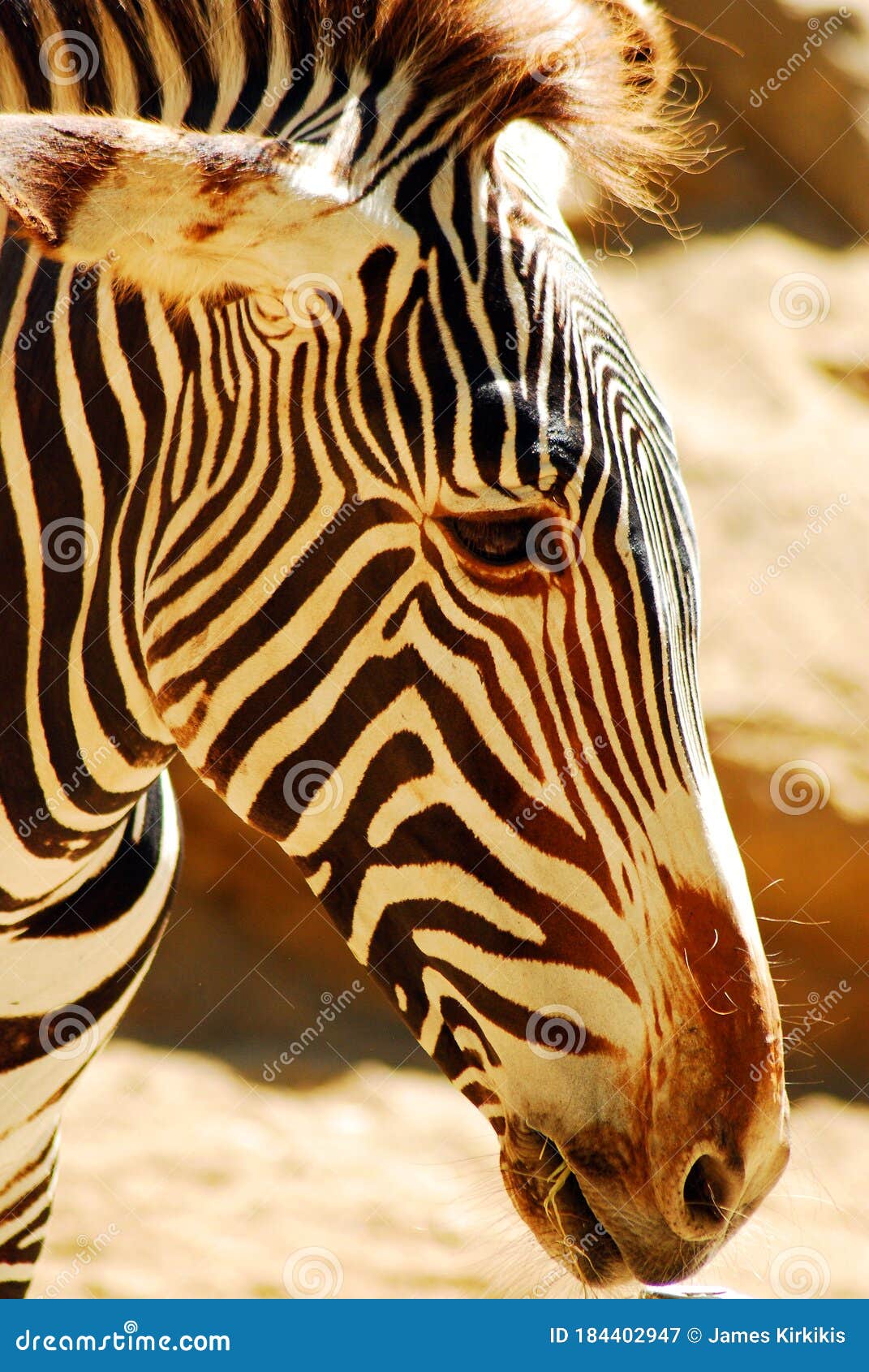Zebra Strip. Zebra Stripes Pattern Texture Stock Image | CartoonDealer ...
