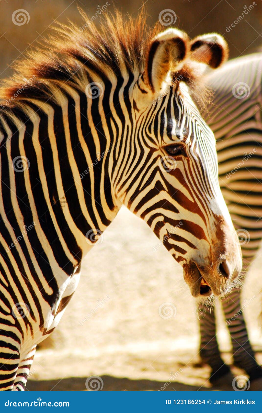 Stripes of a Zebra stock photo. Image of background - 123186254