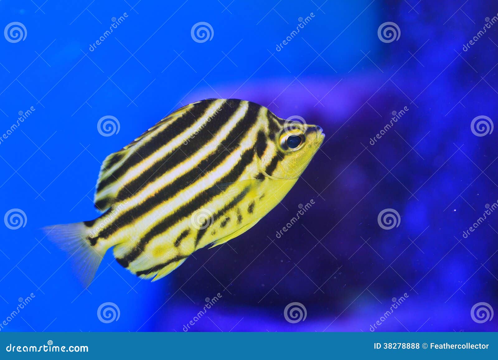 Stripey fish stock photo. Image of ryukyu, pomacanthidae - 38278888