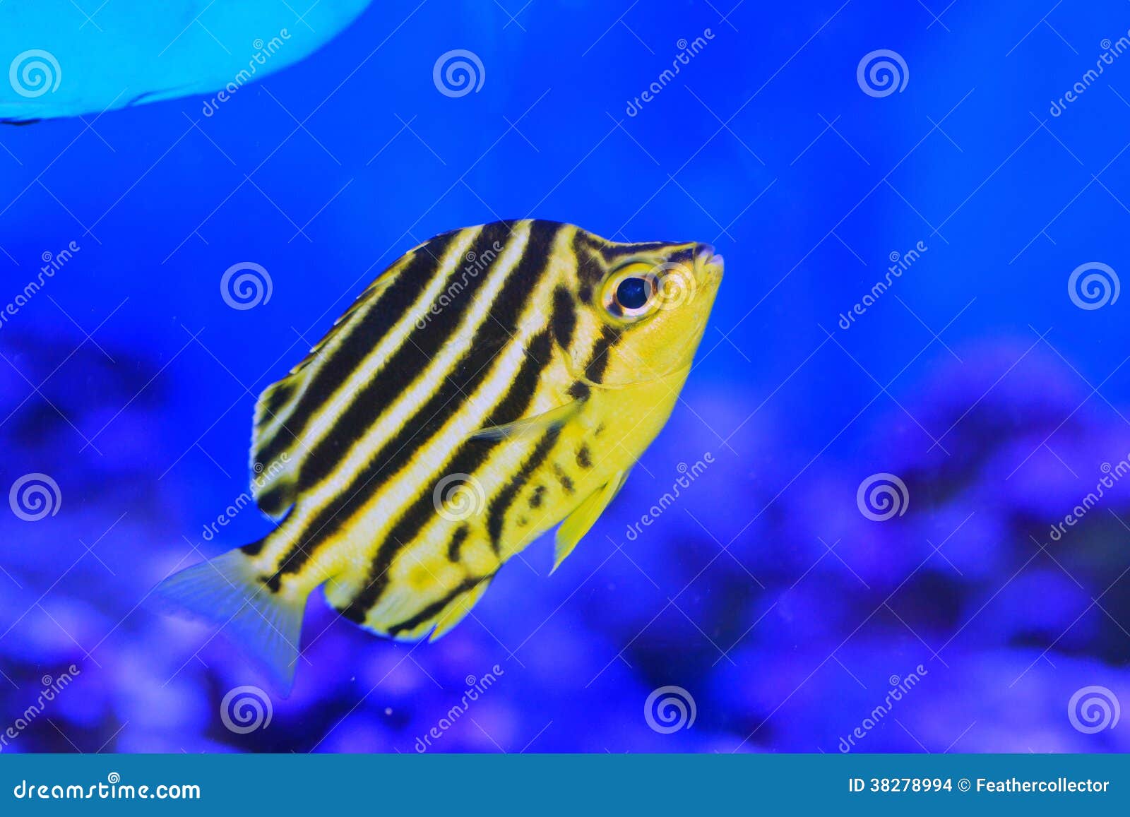 Stripey fish stock photo. Image of organism, salt, fish - 38278994