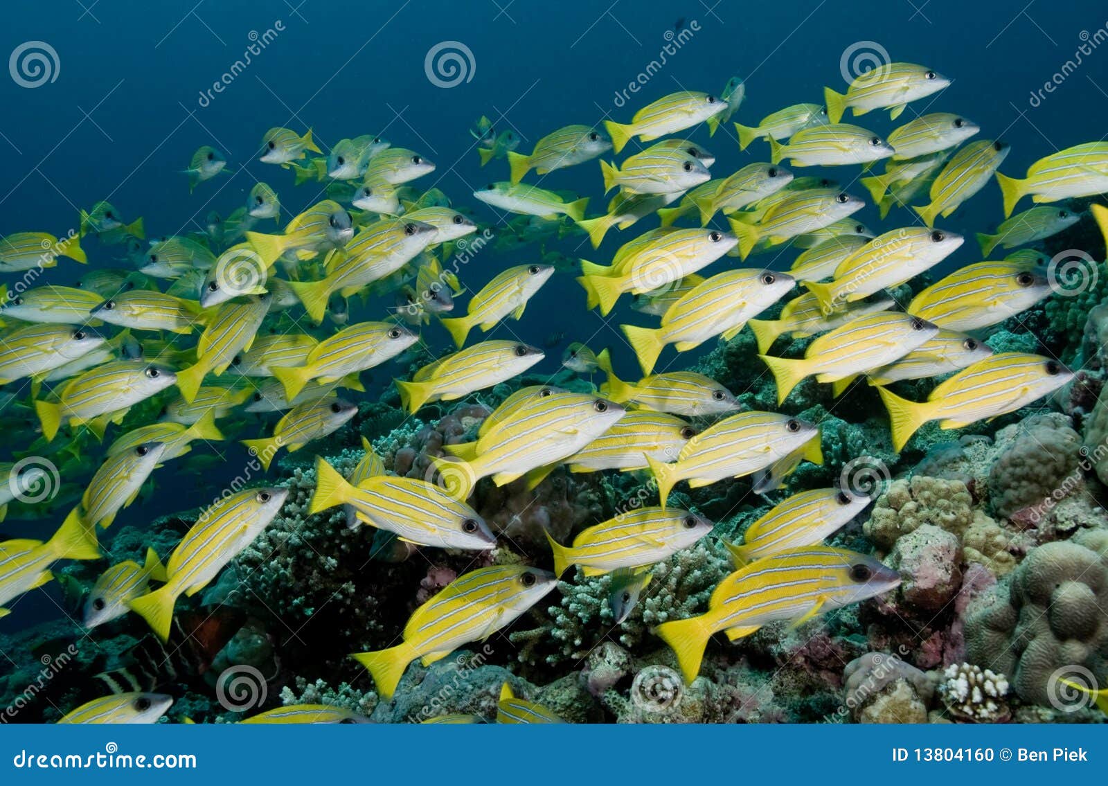Stripey Sea Perch - Rowley Shoals Stock Photo - Image of school, shoals ...