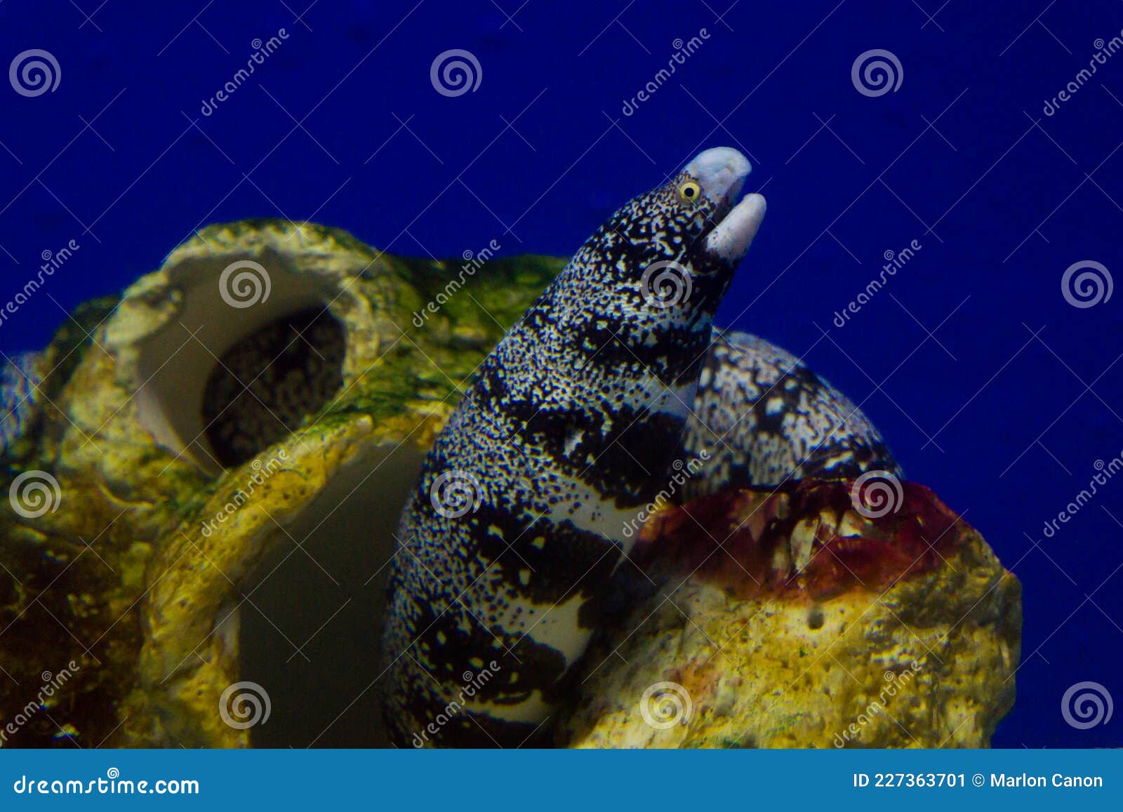Stripped colored Moray eel stock image. Image of life - 227363701