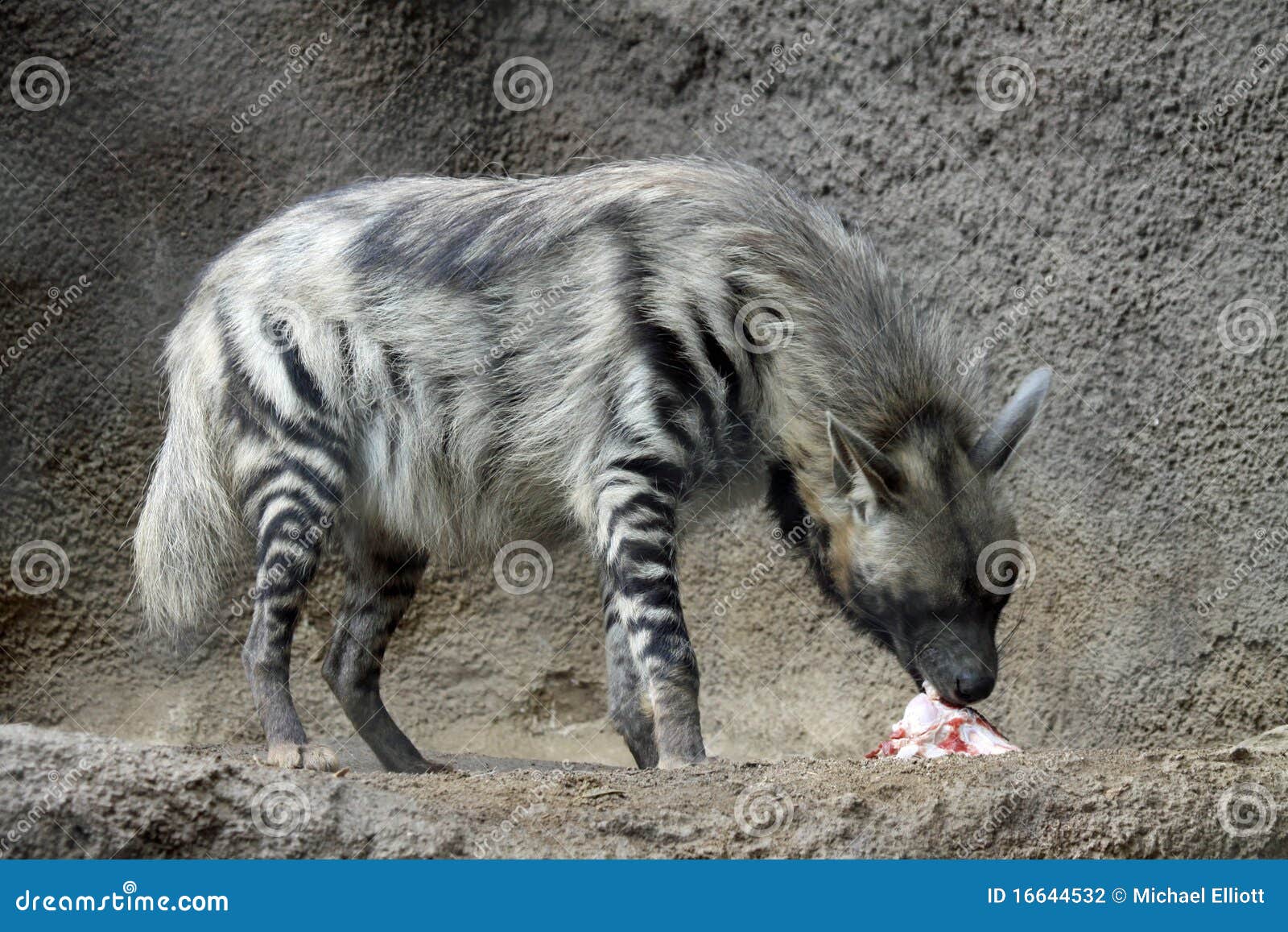 Grey Hyena