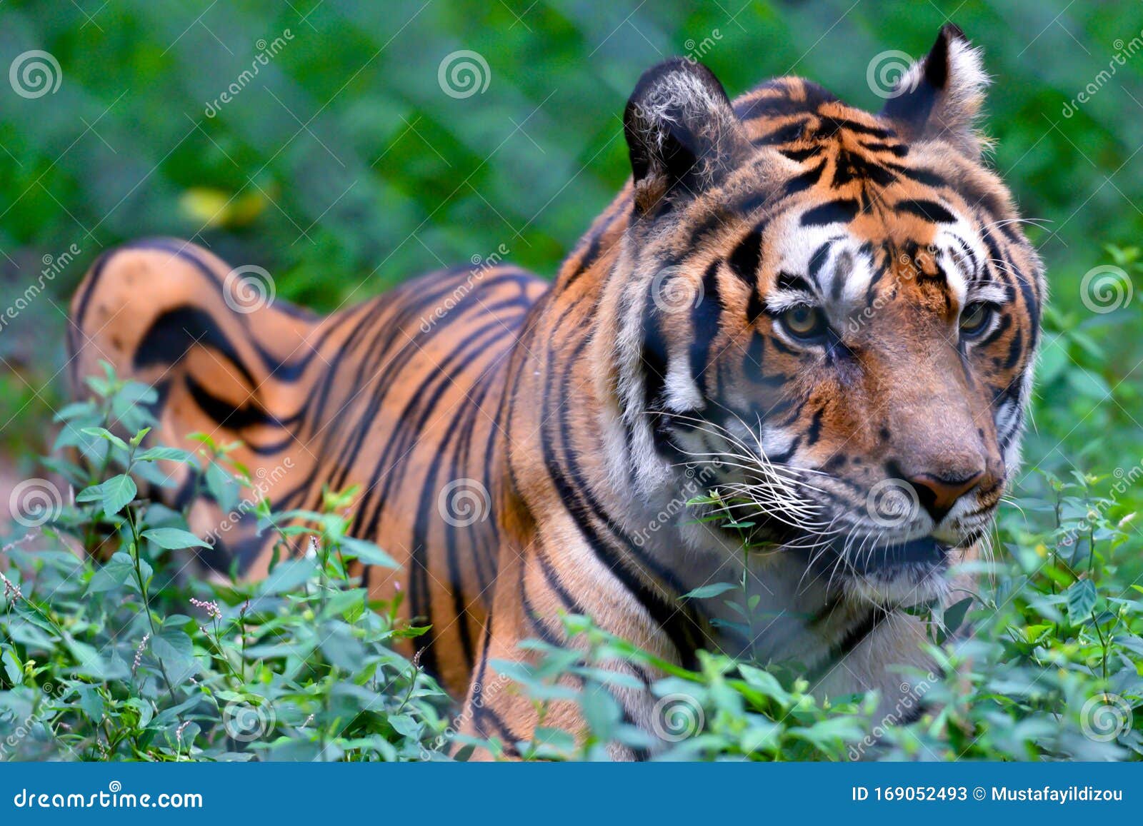 Tiger stock image. Image of animal, amur, dangerous - 169052493