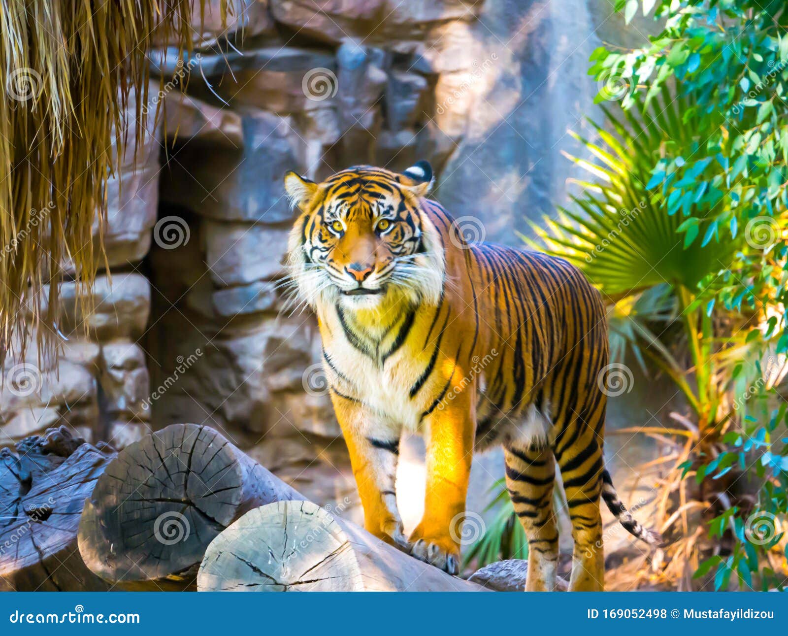 Tiger stock photo. Image of eyes, conservation, mammal - 169052498