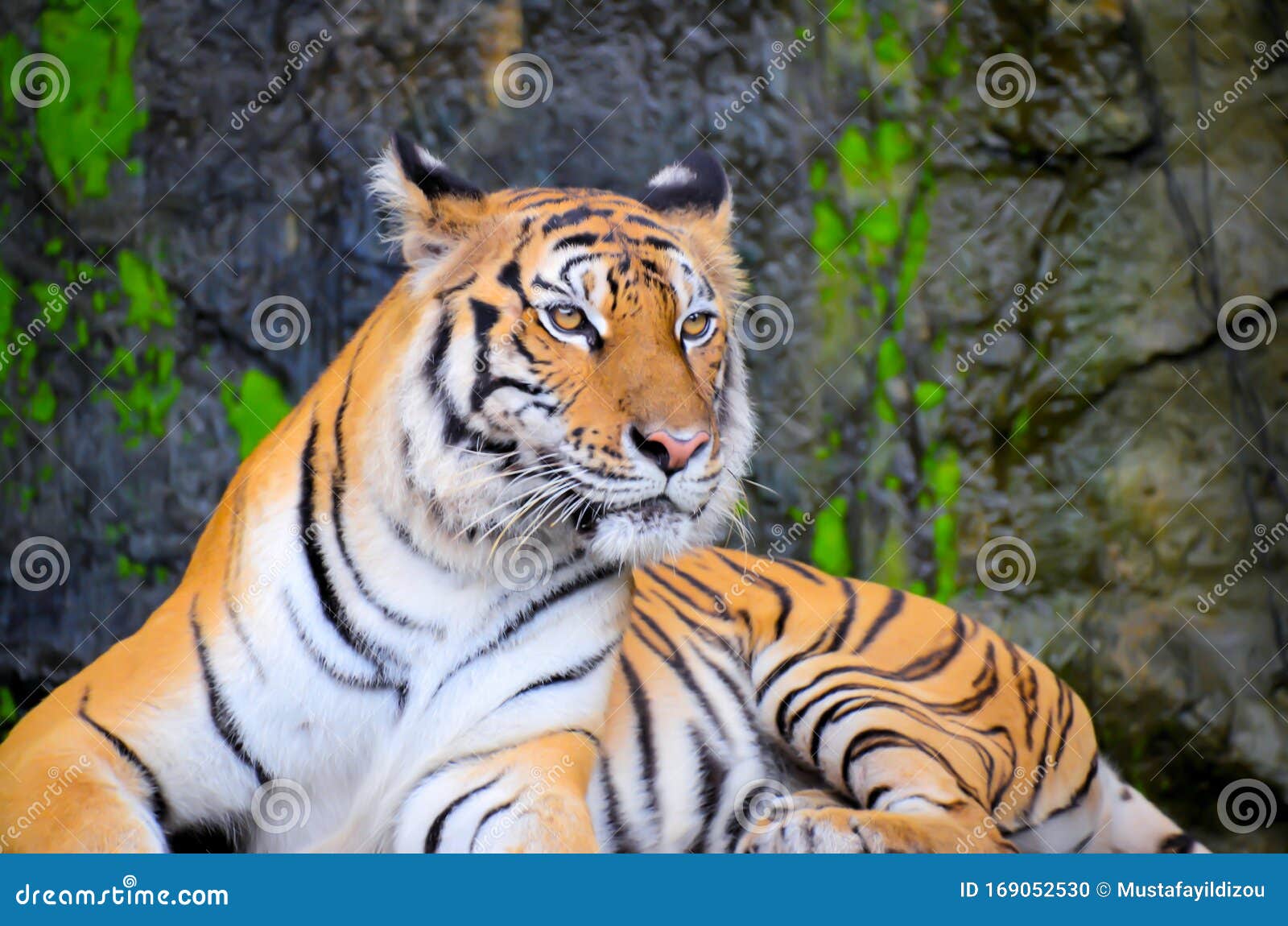 Tiger stock photo. Image of horrific, editorial, drinking - 169052530