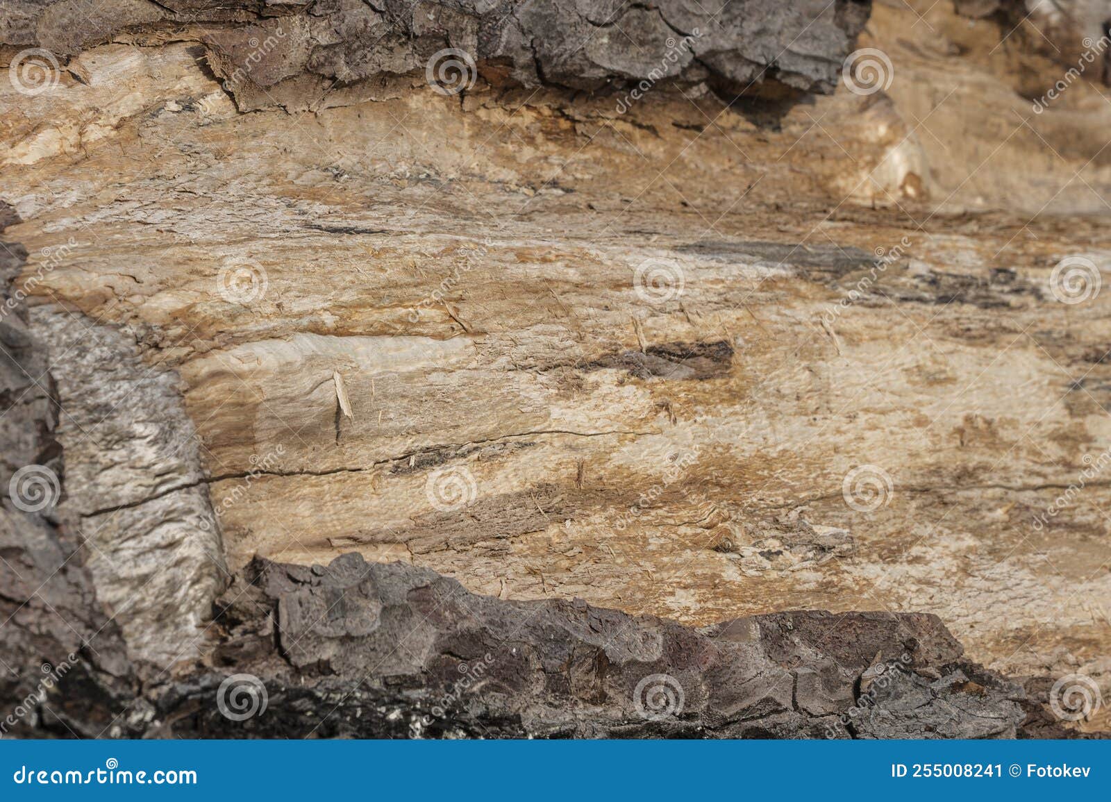 Damage by Grey Squirrels stock image. Image of damage - 255008241