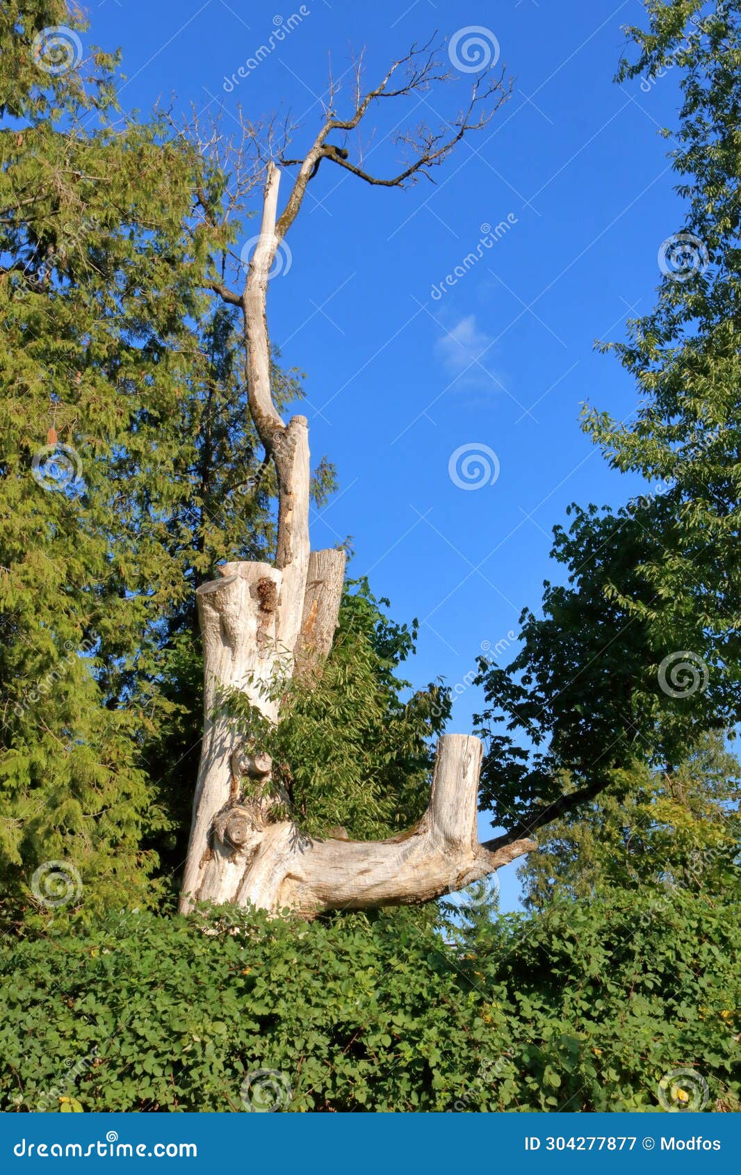Stripped Tree Remnants in Forest Stock Image - Image of stripping, tree ...