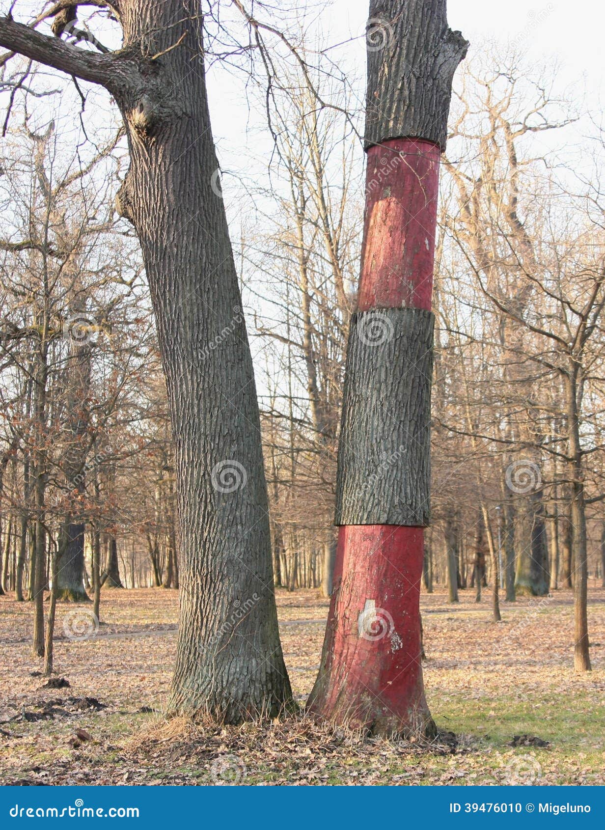 Stripped trees stock photo. Image of trees, peeled, park - 39476010