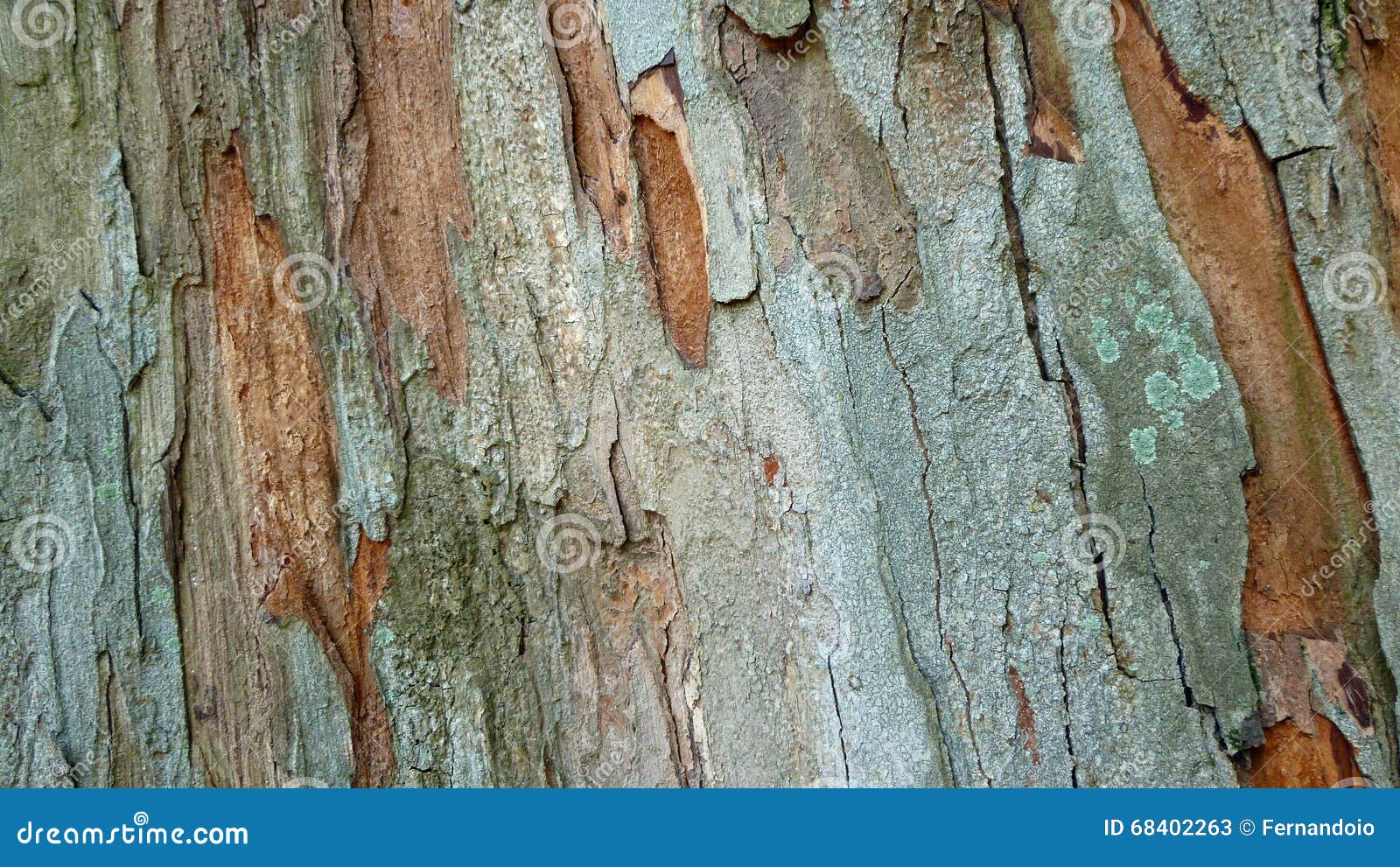 Stripped trunk stock image. Image of peeled, tree, stripped - 68402263