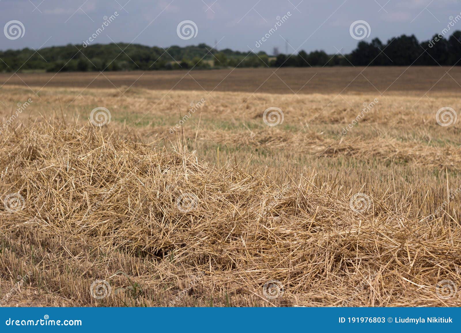 Strips with Straw Lie in Rows in the Field after the Wheat Harvest ...
