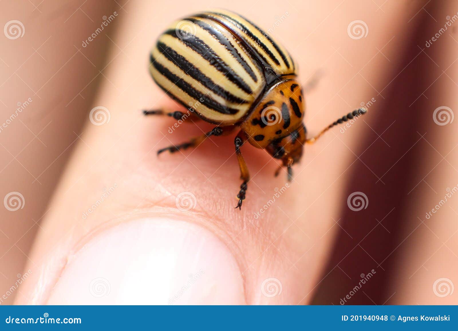 A stripy bug stock photo. Image of moth, animal, flower - 201940948
