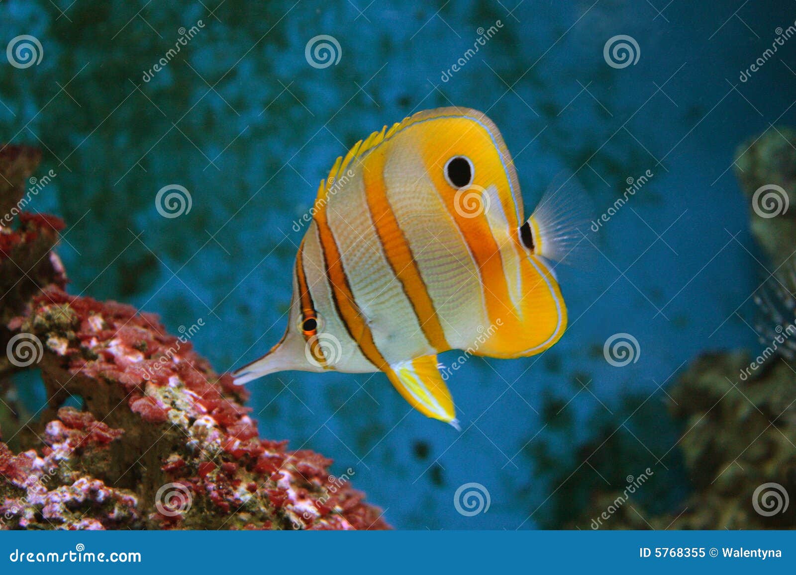 Stripy fish stock image. Image of depth, fish, bright - 5768355