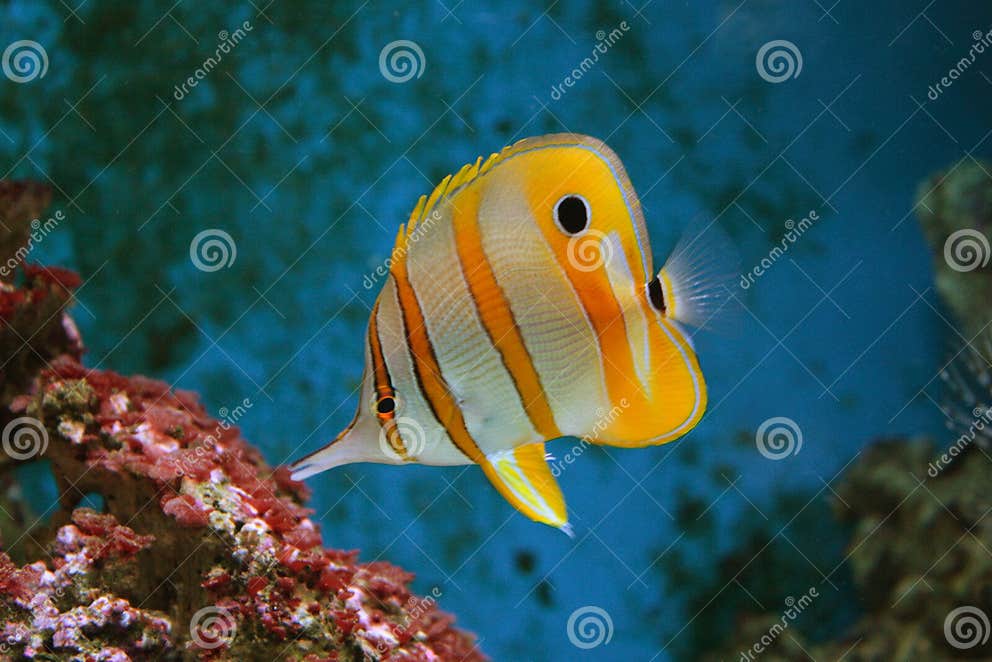 Stripy fish stock image. Image of depth, fish, bright - 5768355