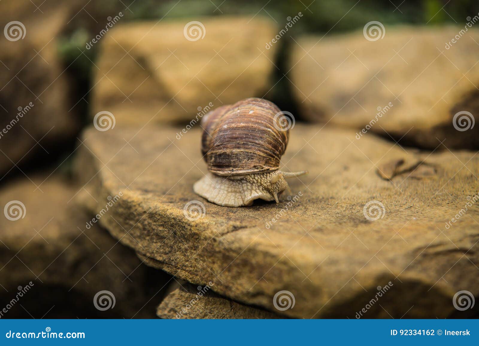 Strisciare Della Lumaca Lento Su Roccia Fotografia Stock - Immagine di ...