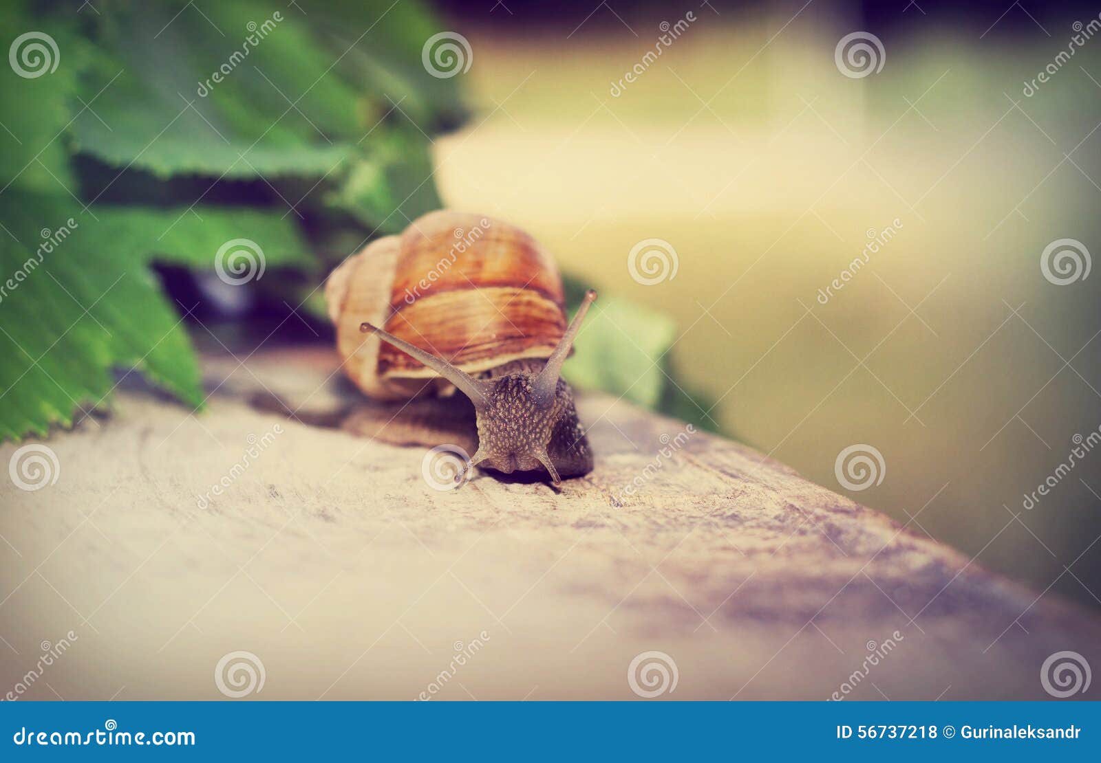 Strisciare delle lumache fotografia stock. Immagine di interlinea ...